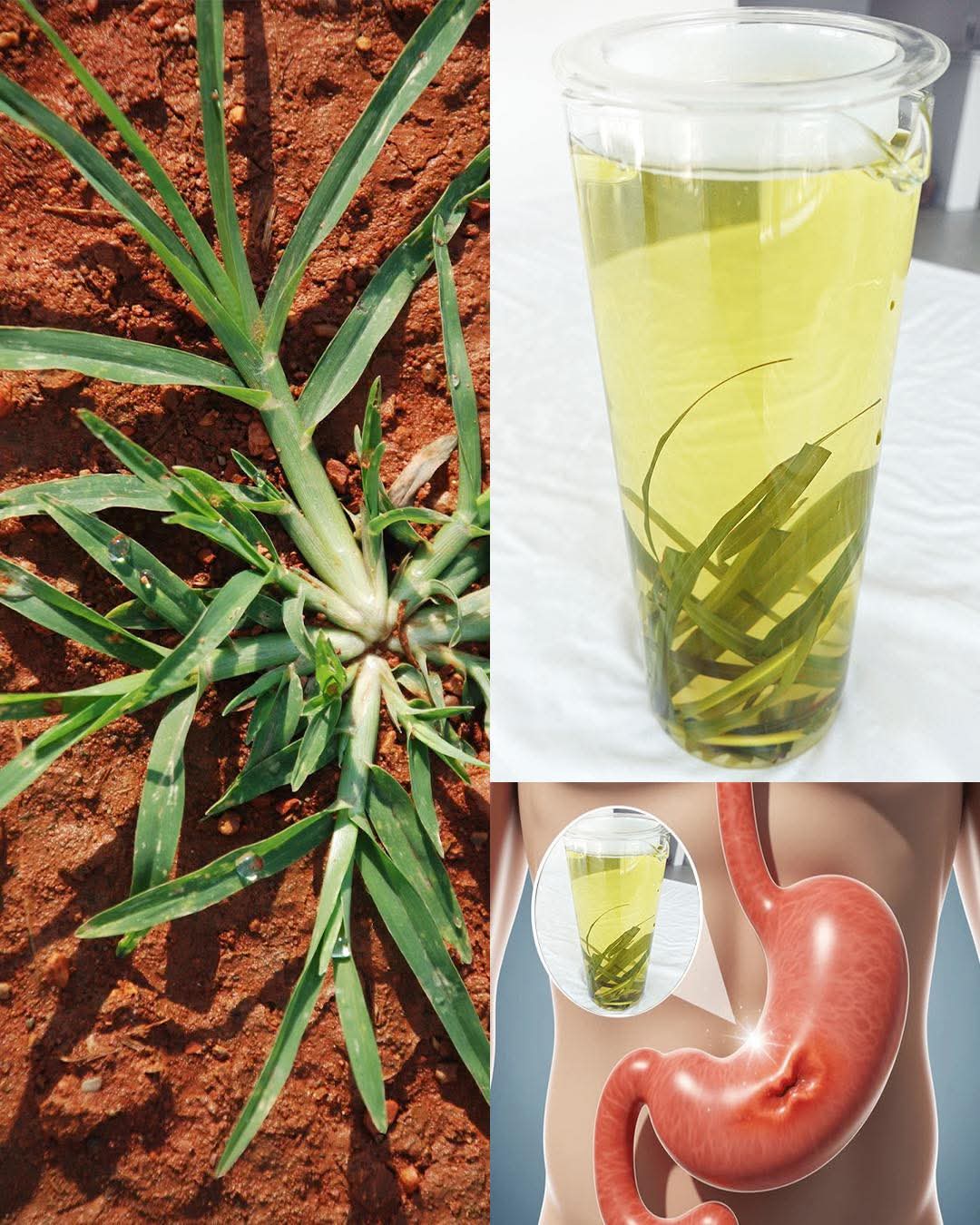 Goosegrass (Eleusine Indica) And Stomach Pain: Can It Help Or Hurt? The ...